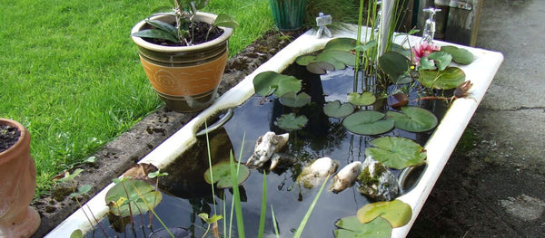 Creative Backyard Ponds for Garden Birds - Topflite NZ