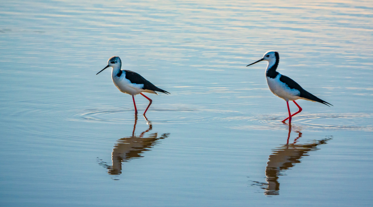Topflite | Quality Bird and Small Animal Feed | Made in New Zealand