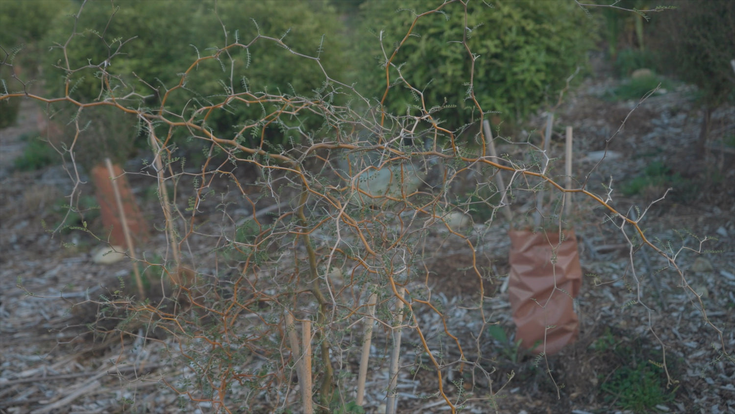 How to Grow Kōwhai & Kapuka to Feed Native New Zealand Birds - Topflite NZ