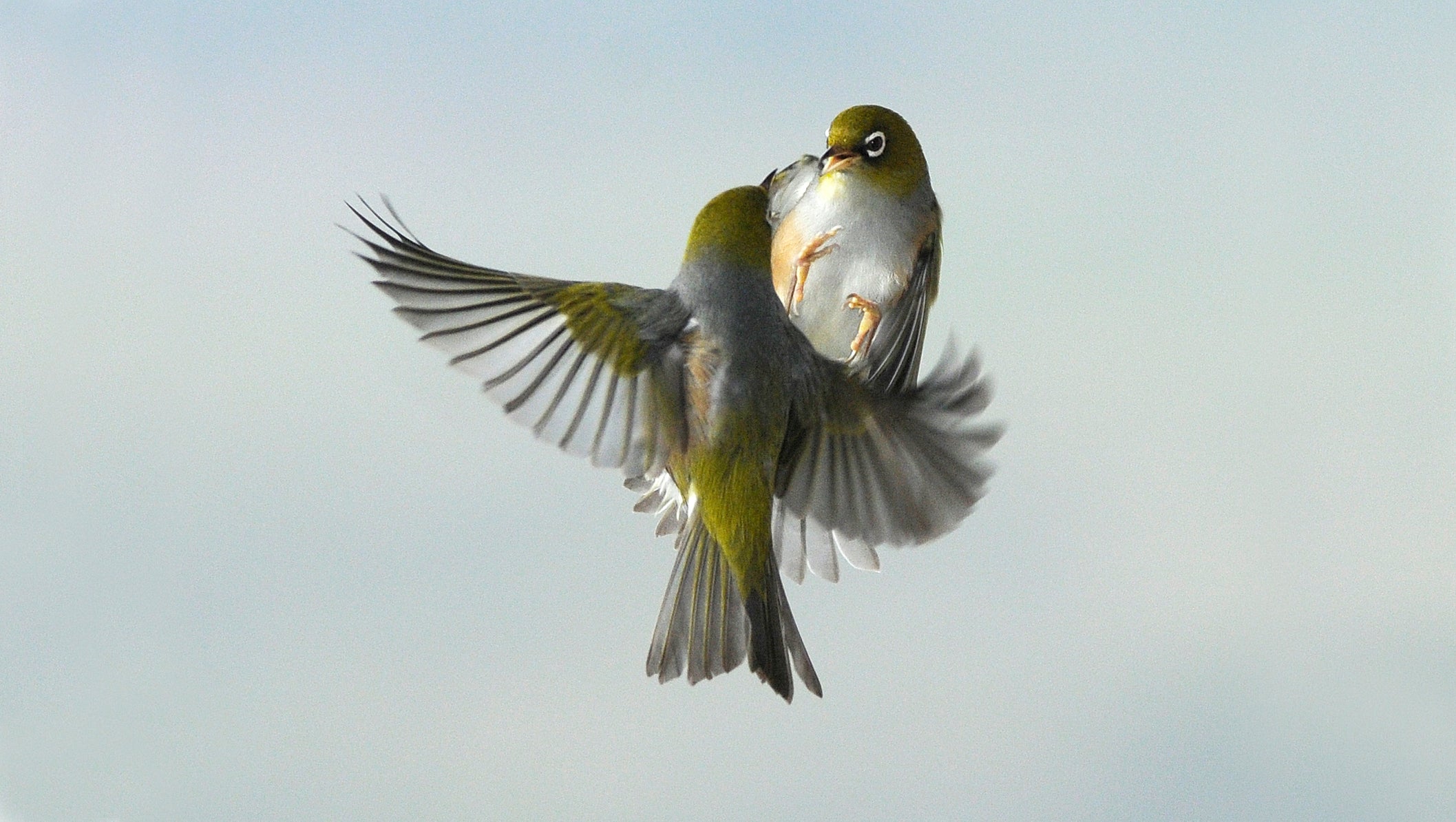 Meet the Tauhou: One New Zealand's Most Abundant Native Birds - Topflite NZ