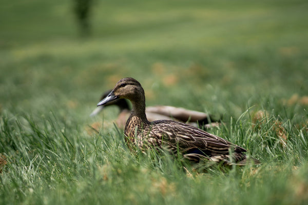 Keeping Backyard Ducks in New Zealand - The Topflite Guide - Topflite NZ