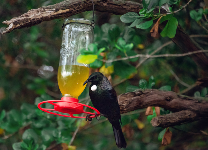 Nectar Feeder - Topflite NZ
